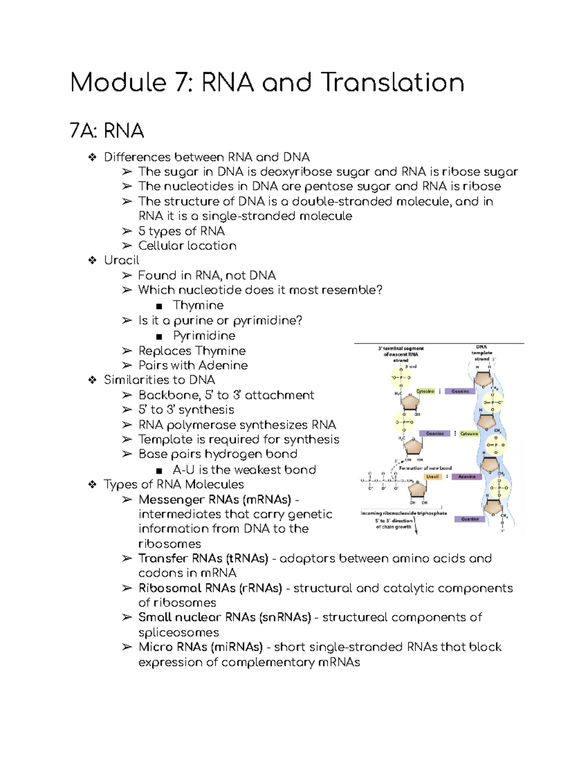 Module 7 RNA and Translation - Module 7: RNA and Translation 7A: RNA ...
