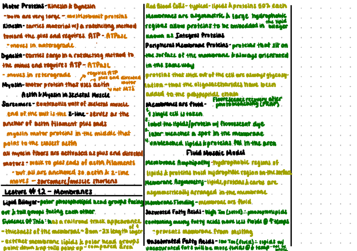 BIO 201 - Cell Biology Notes - Motor Proteins-Kinesin & Dynesin Red ...