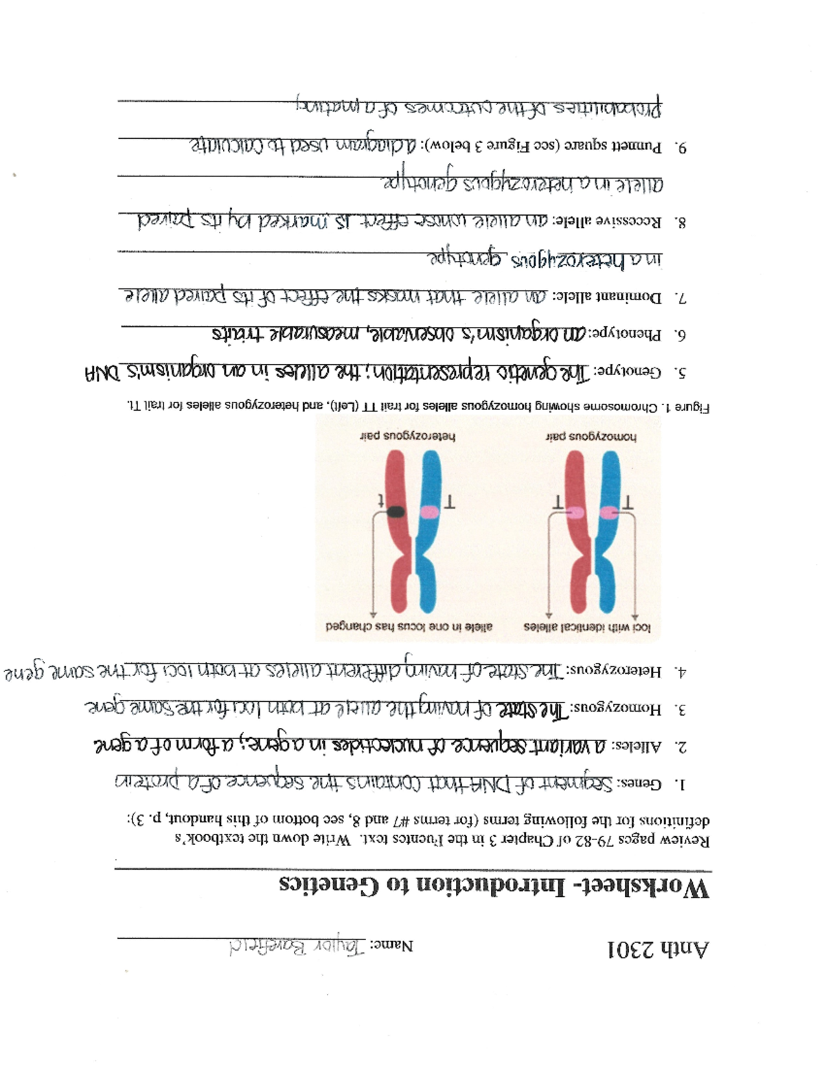 Introduction to Genetics worksheet pg 2 - ANTH 2301 - Studocu