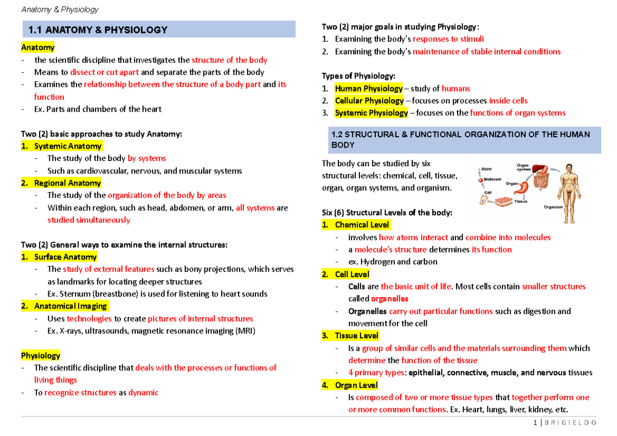 Anaphysio transes - Anatomy - the scientific discipline that ...