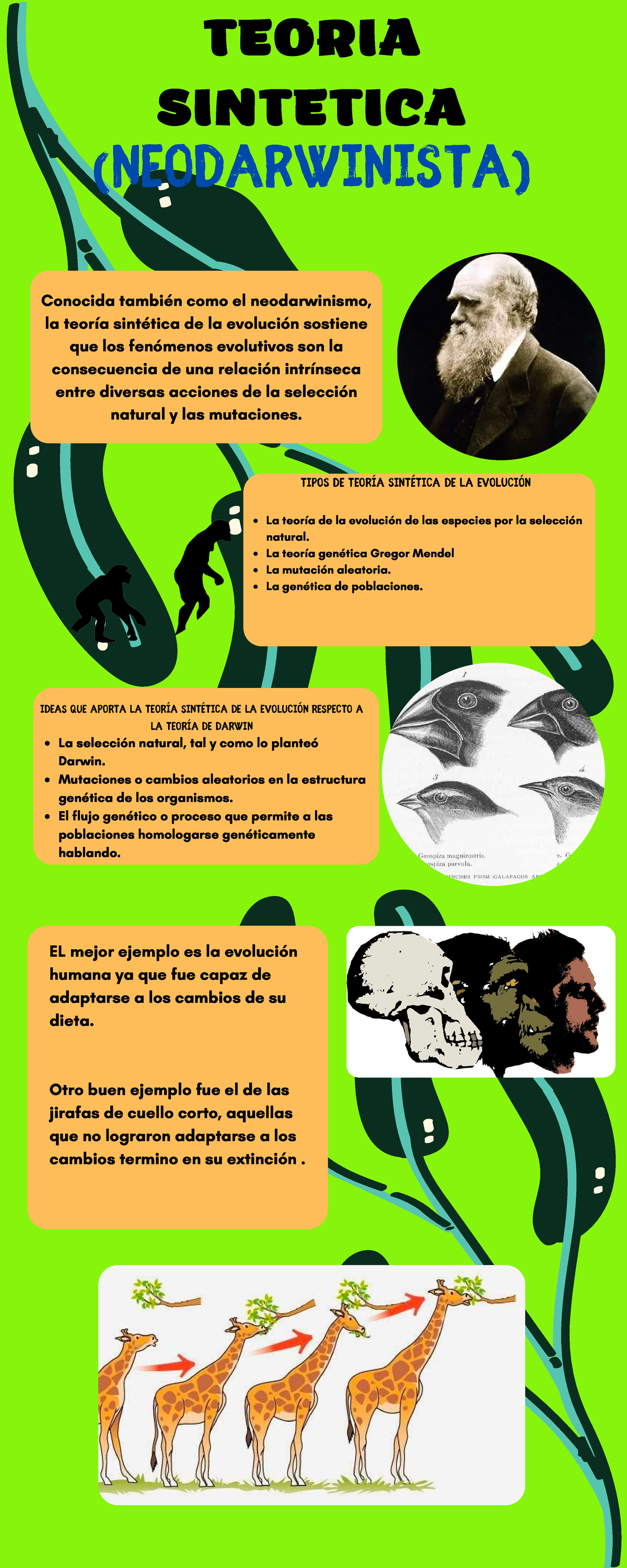 Teoria sintetica - Historia de África - TEORIA SINTETICA (NEODARWINISTA ...