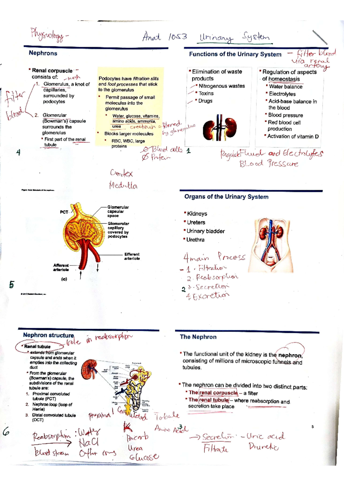 Urinary - reviewer - ANAT 1053 - Studocu