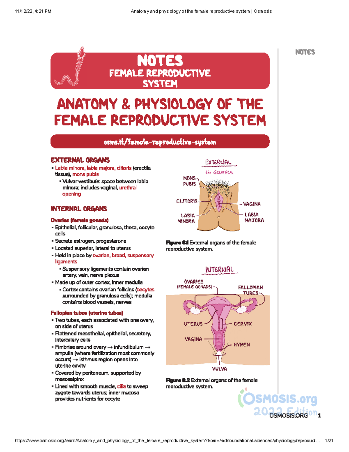 Anatomy and physiology of the female reproductive system Osmosis ...