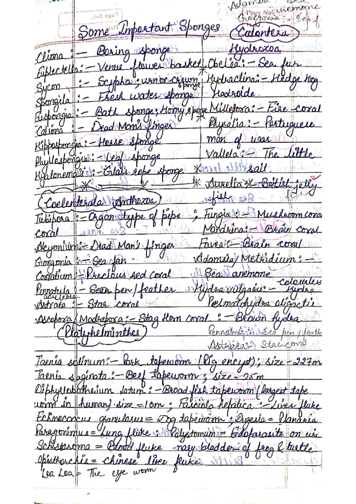 Some important - Handwritten notes on Invertebrates - Human Anatomy ...