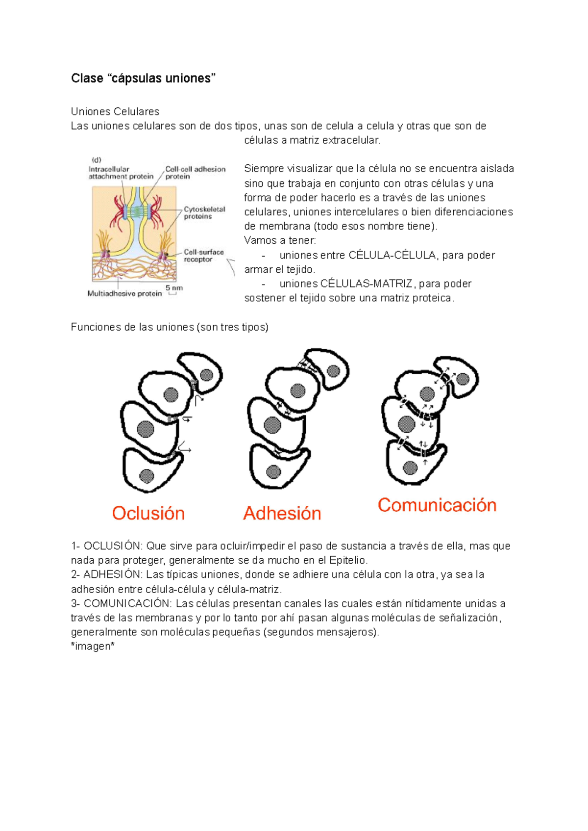 Transcripción cápsula - Clase “cápsulas uniones” Uniones Celulares Las ...