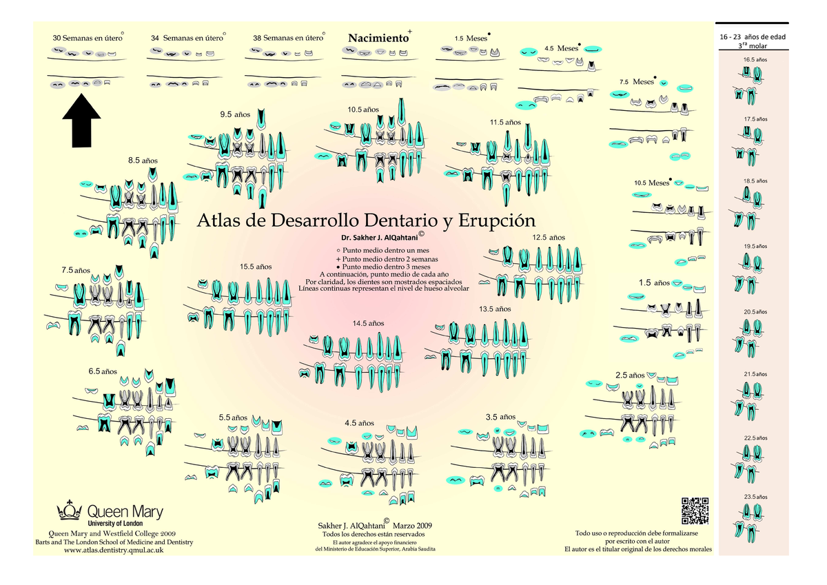 Atlas of tooth development in Spanish - Anatomia Normal - Studocu