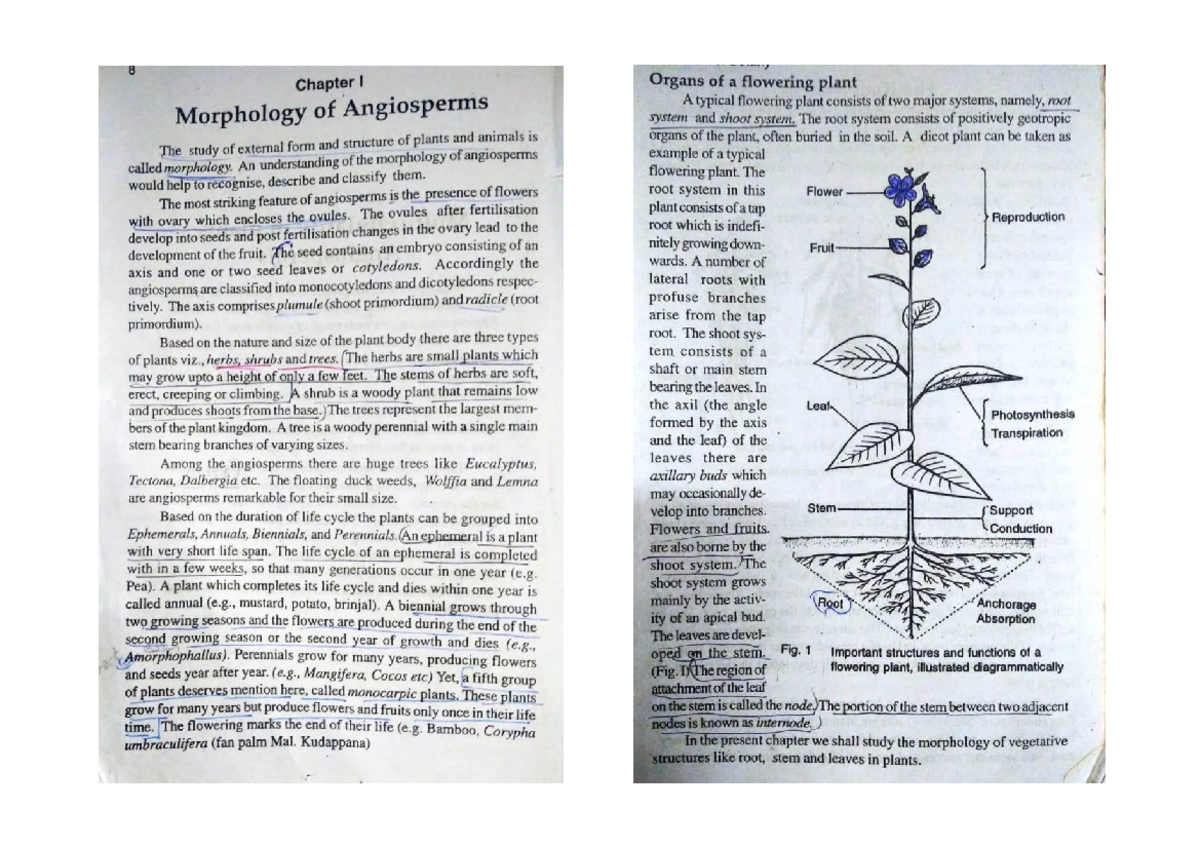Morphology of Angiosperms - botany - Studocu