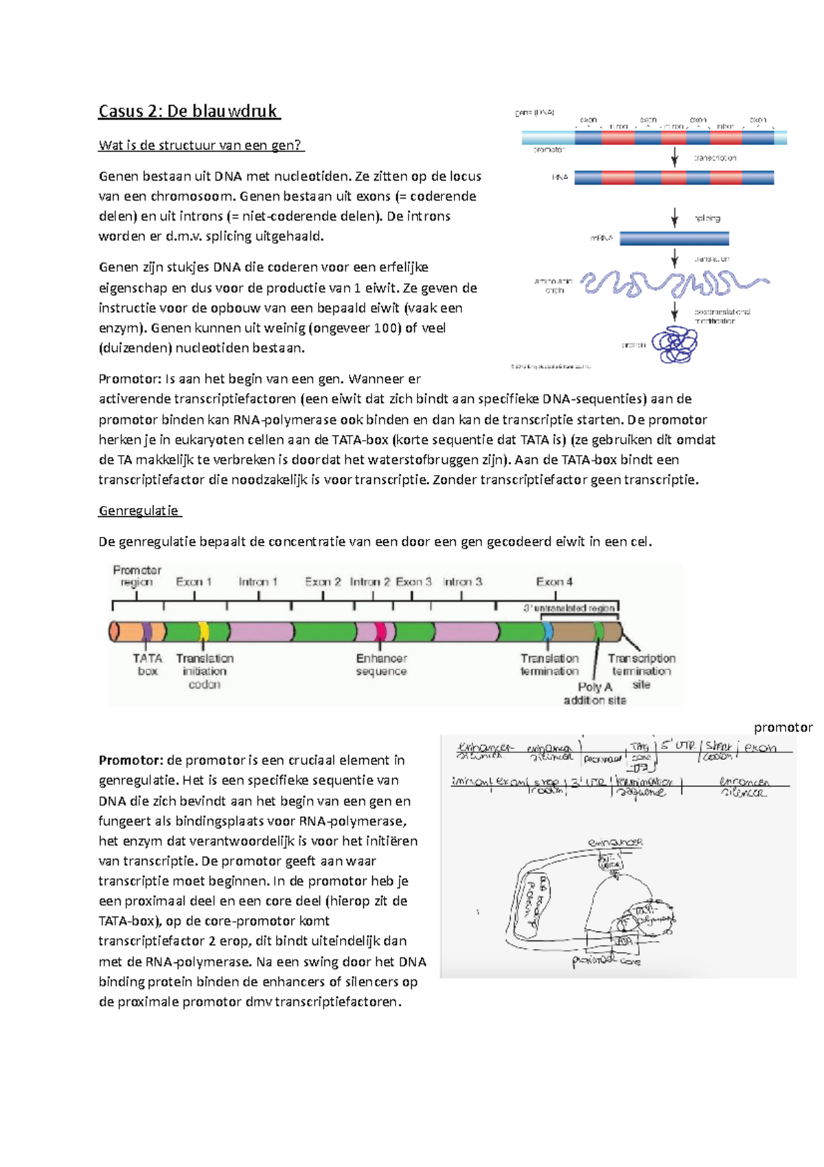 Casus 2 volledig - Casus 2: De blauwdruk Wat is de structuur van een ...