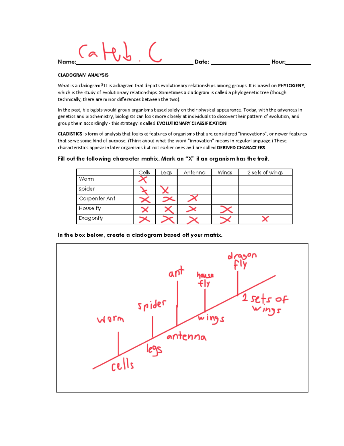 Cladogram Practice activity - Name ...
