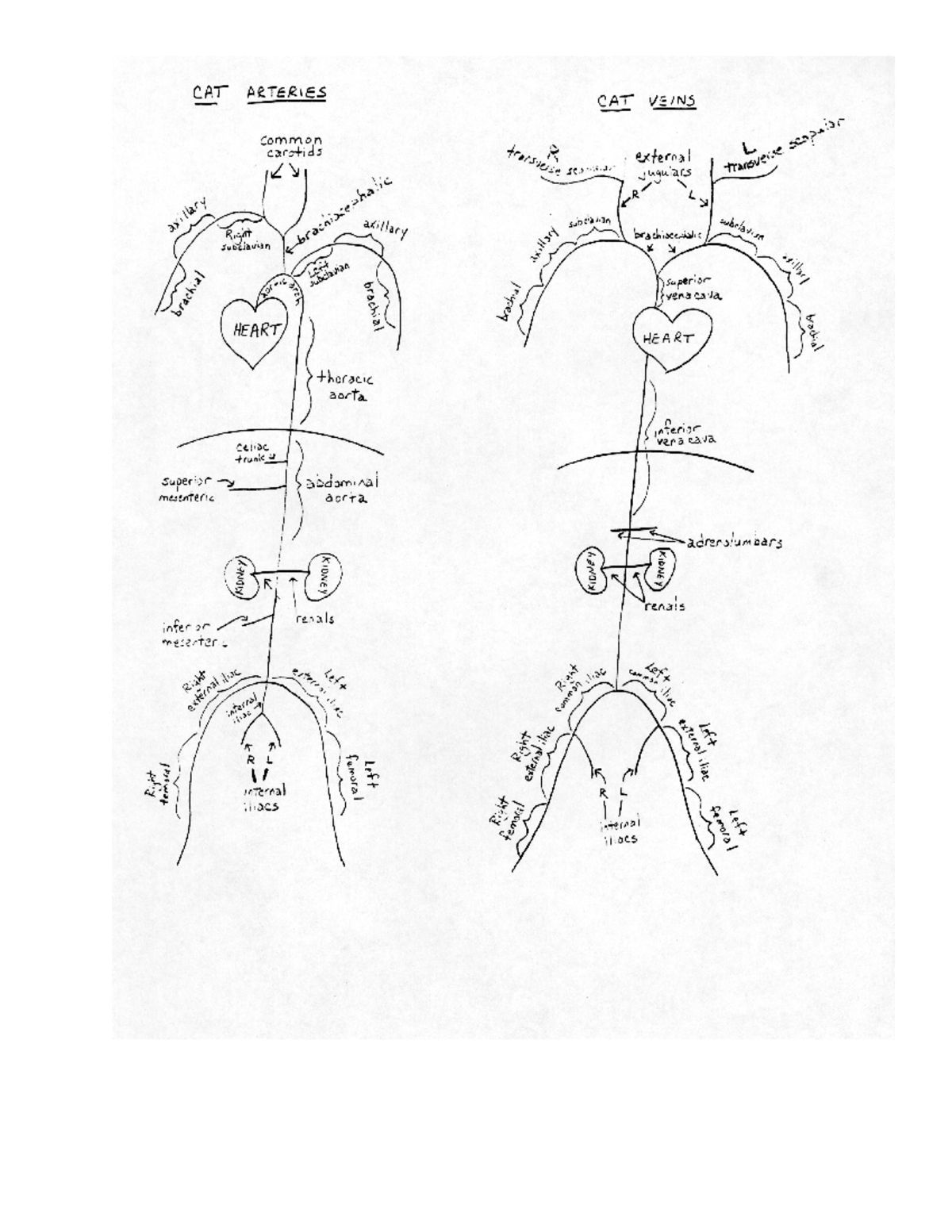 Biol 318 lab exam 3 circulation diagrams of veins and arteries - CAT ...