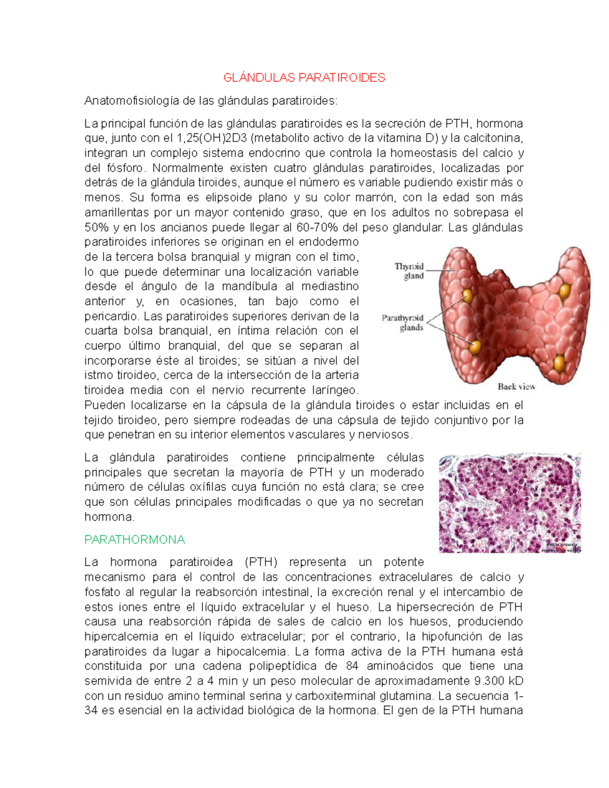 Paratiroides - Normalmente existen cuatro glándulas paratiroides ...