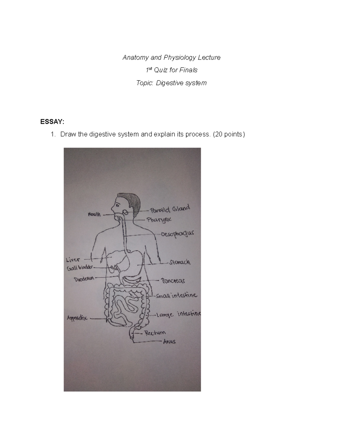 Digestive%20System Anaphy - Anatomy and Physiology Lecture 1 st Quiz ...