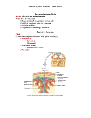 Joints (Anatomy) - What is a joint? ⤷ A point of contact between two ...