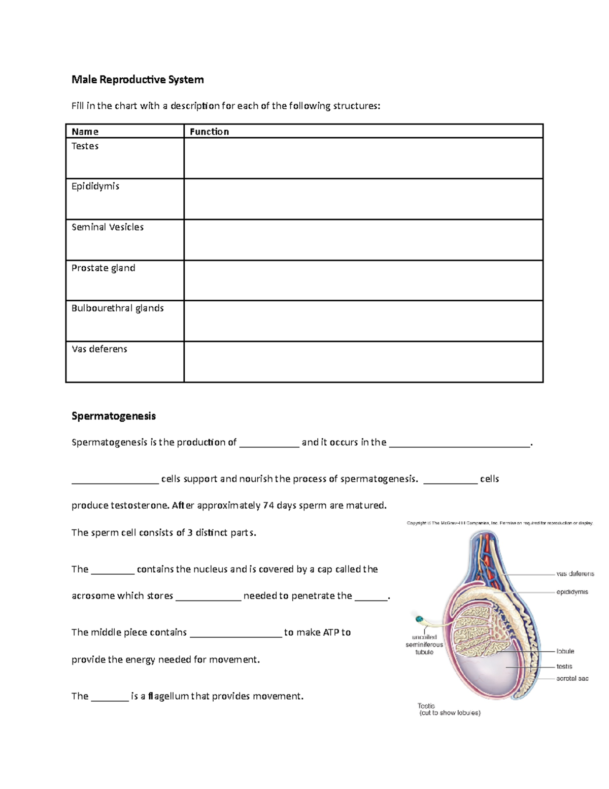 Reproductive System activity - Male Reproductive System Fill in the ...