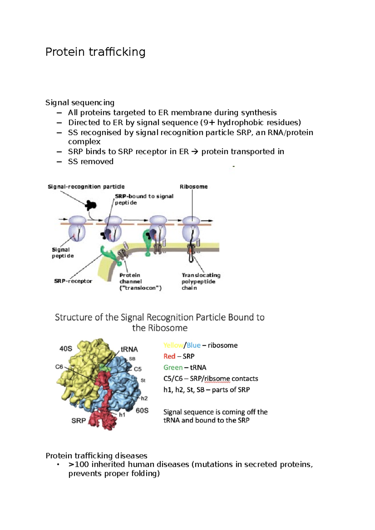 Protein Trafficking - Protein trafficking Signal sequencing – All ...