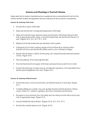Chap 25 Urinary System - notes - Anatomy and Physiology II Urinary ...