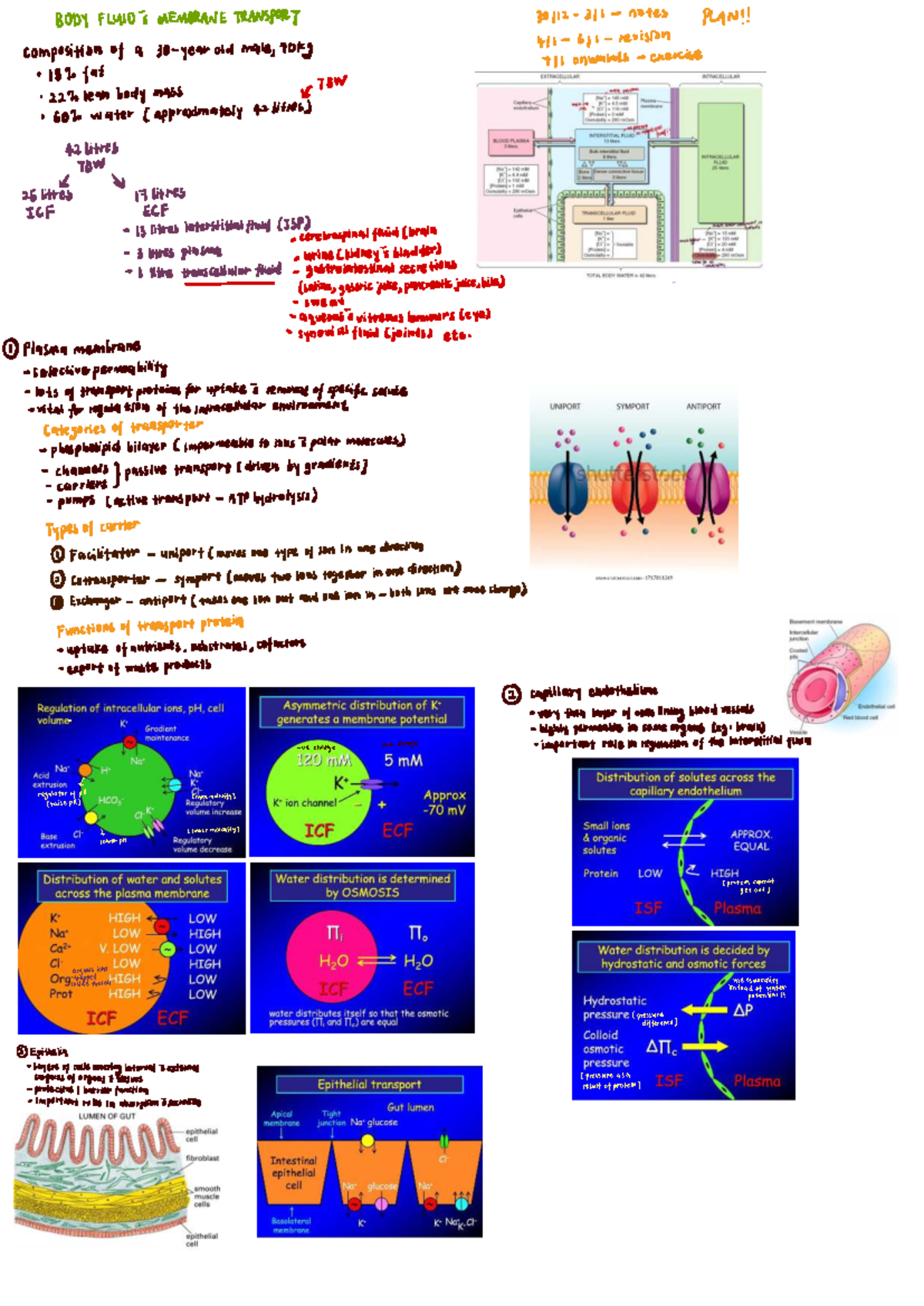 Body Systems Notes - BODY FLUIDI MEMBRANETRANSPORT 30112-311-notes PLAN ...