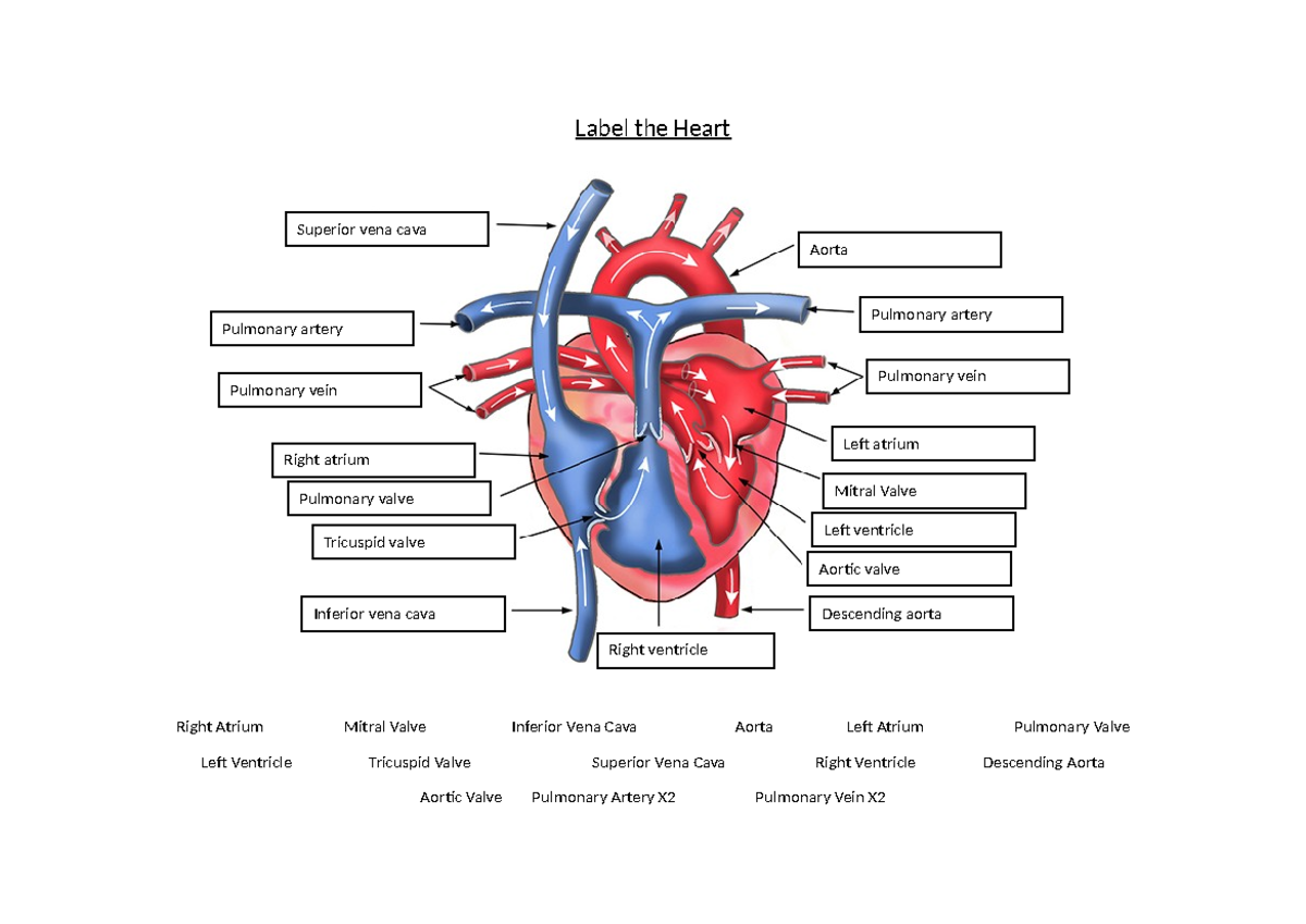 Label+the+Heart+Student+Copy copy copy - Label the Heart Right Atrium ...