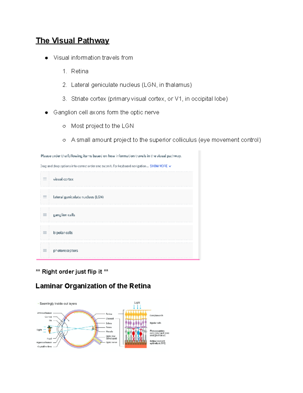 Lesson Seven From Retina to Cortex - The Visual Pathway Visual ...
