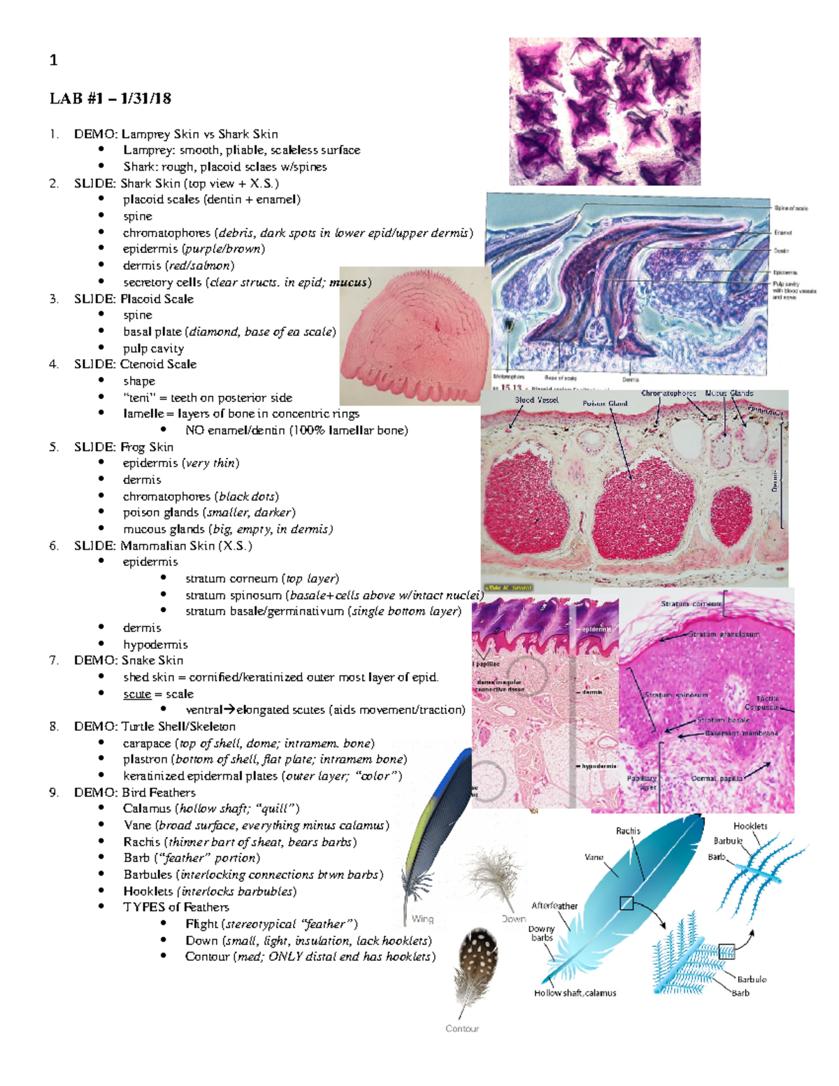 Lab Practical 1 Study Guide - LAB #1 – 1/31/ DEMO: Lamprey Skin vs ...