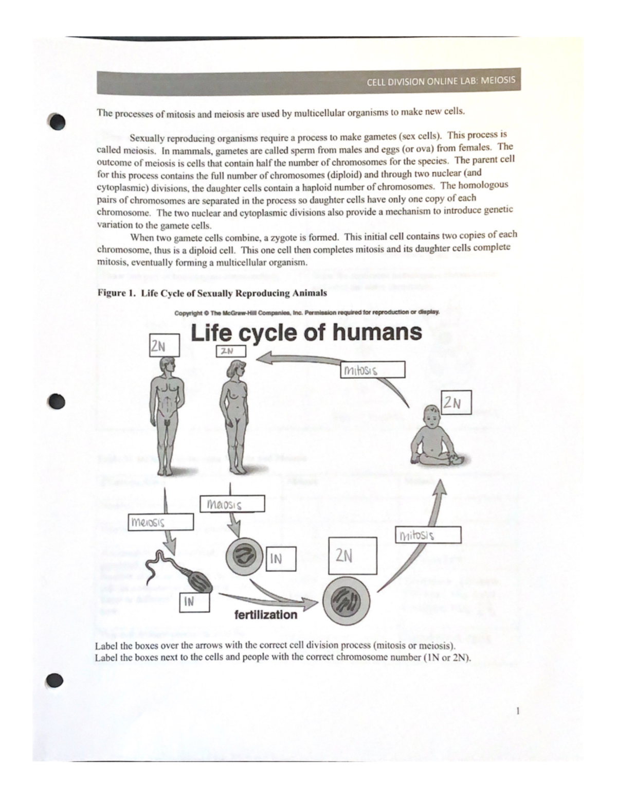 Mitosis and Meiosis Labs - SCED 412 - Studocu