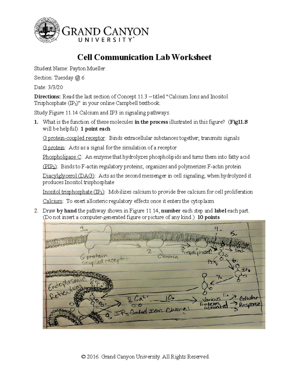 Cell Signaling Payton Mueller - Cell Communication Lab Worksheet ...