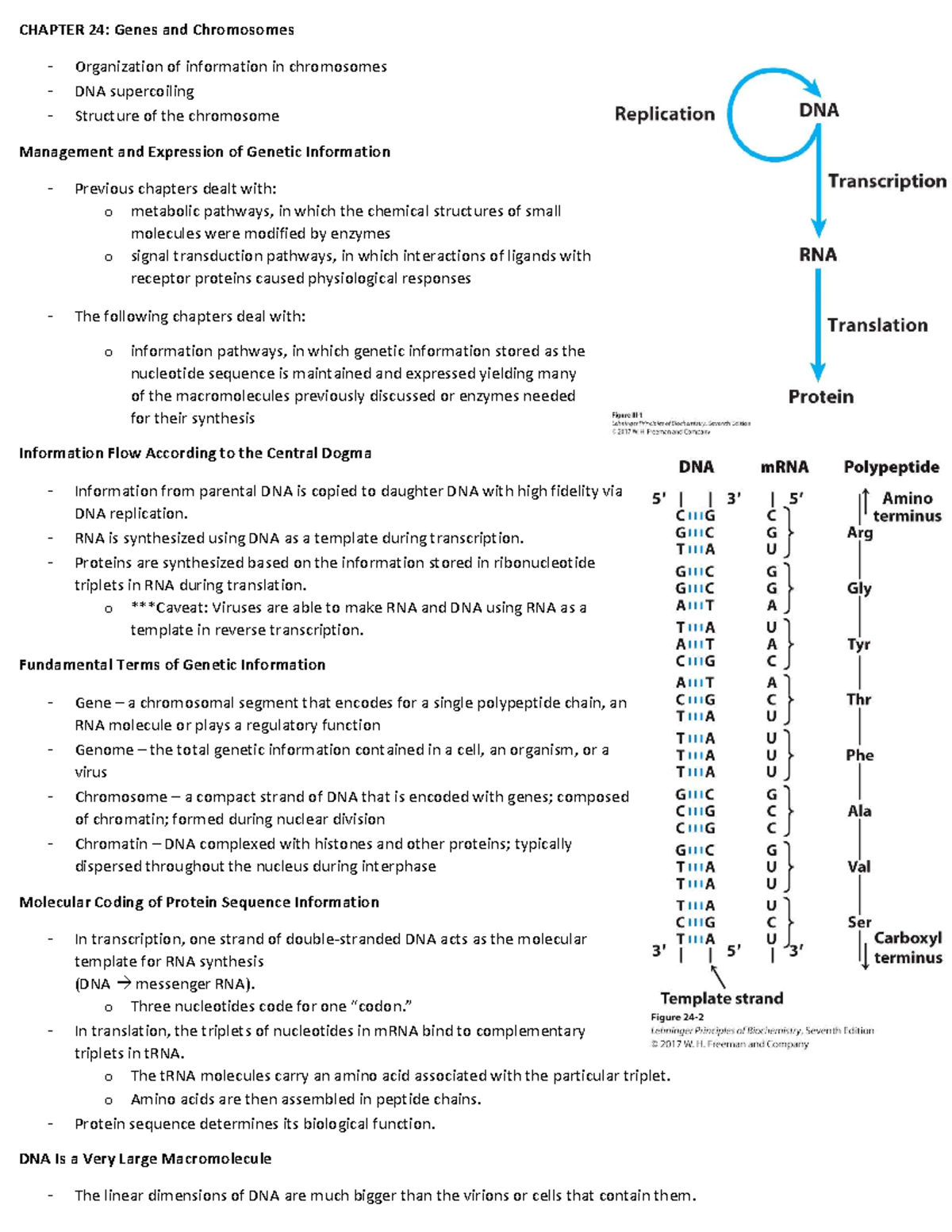 24 Notes - N/A - CHAPTER 24: Genes and Chromosomes Organization of ...