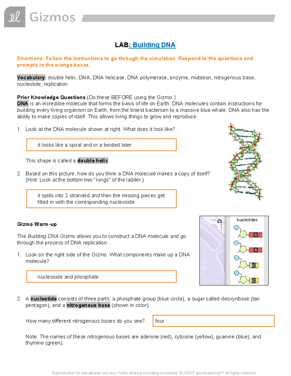 Gizmo Building DNA Answer Key - LAB: Building DNA Directions: Follow ...