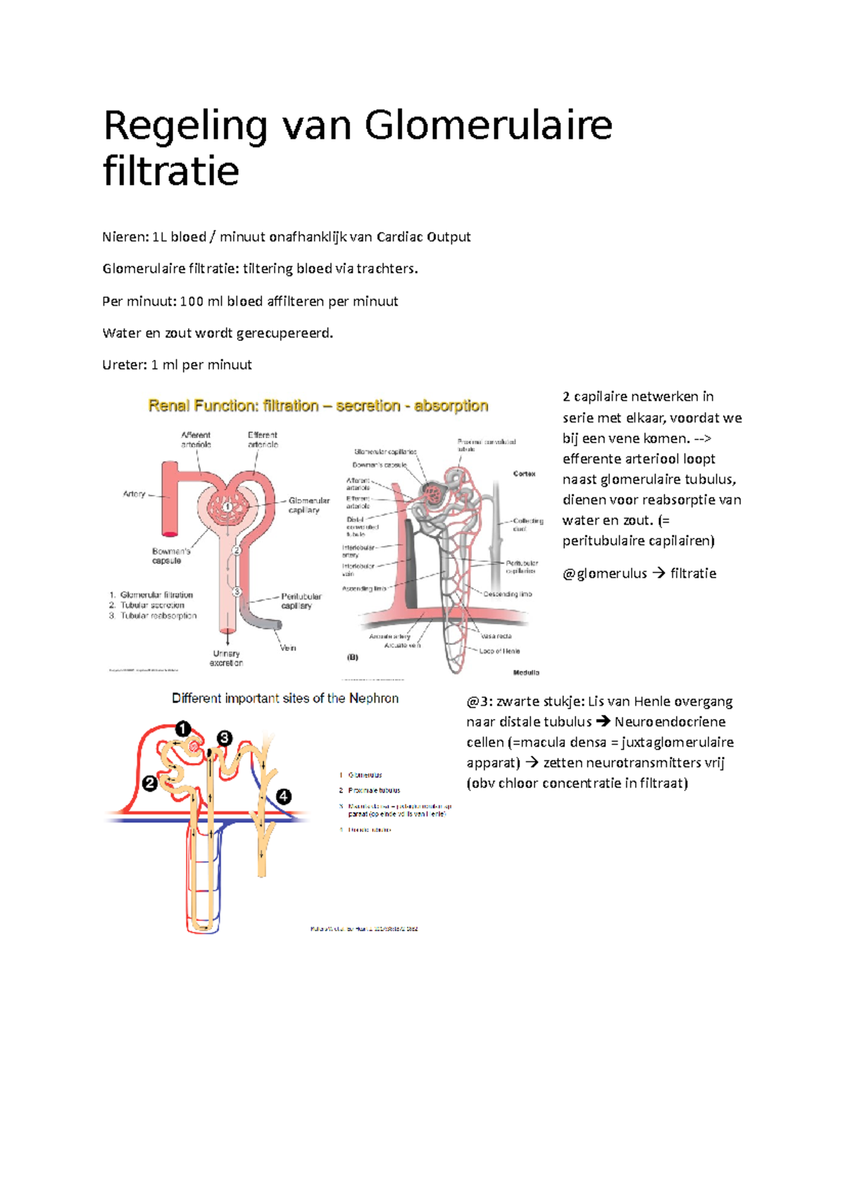 Regeling van Glomerulaire filtratie - Regeling van Glomerulaire ...