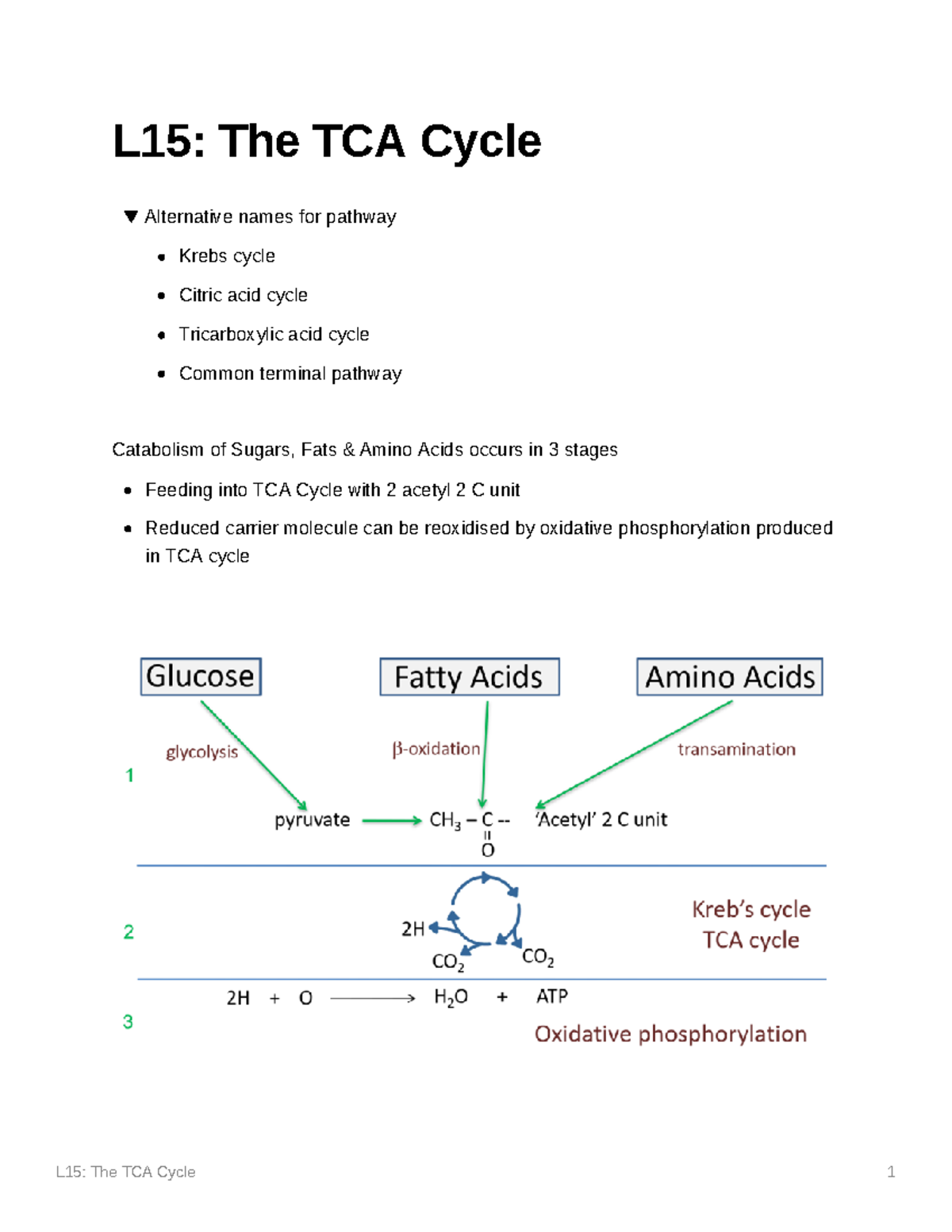 L15 The TCA Cycle - 4BBY1013 - KCL - Studocu