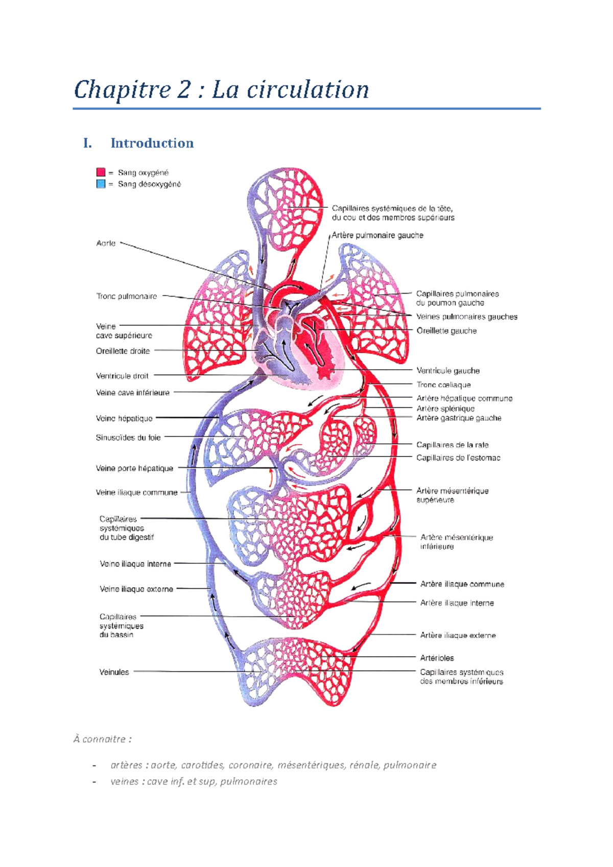 Physiologie cardiaque 2 circulation - Chapitre 2 : La circulation I ...