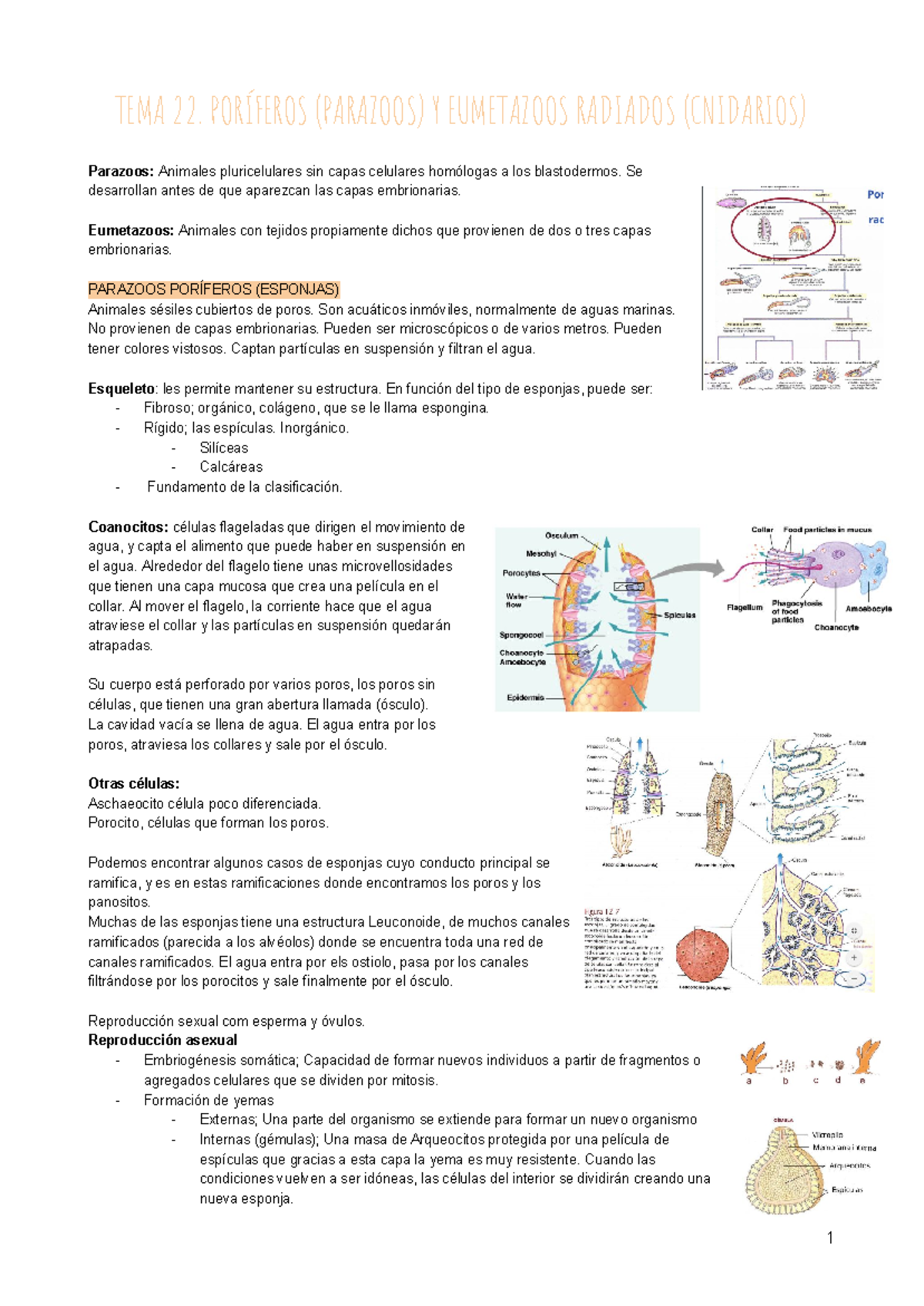 TEMA 22 - Profesor Miki - TEMA 22. PORÍFEROS (PARAZOOS) Y EUMETAZOOS ...