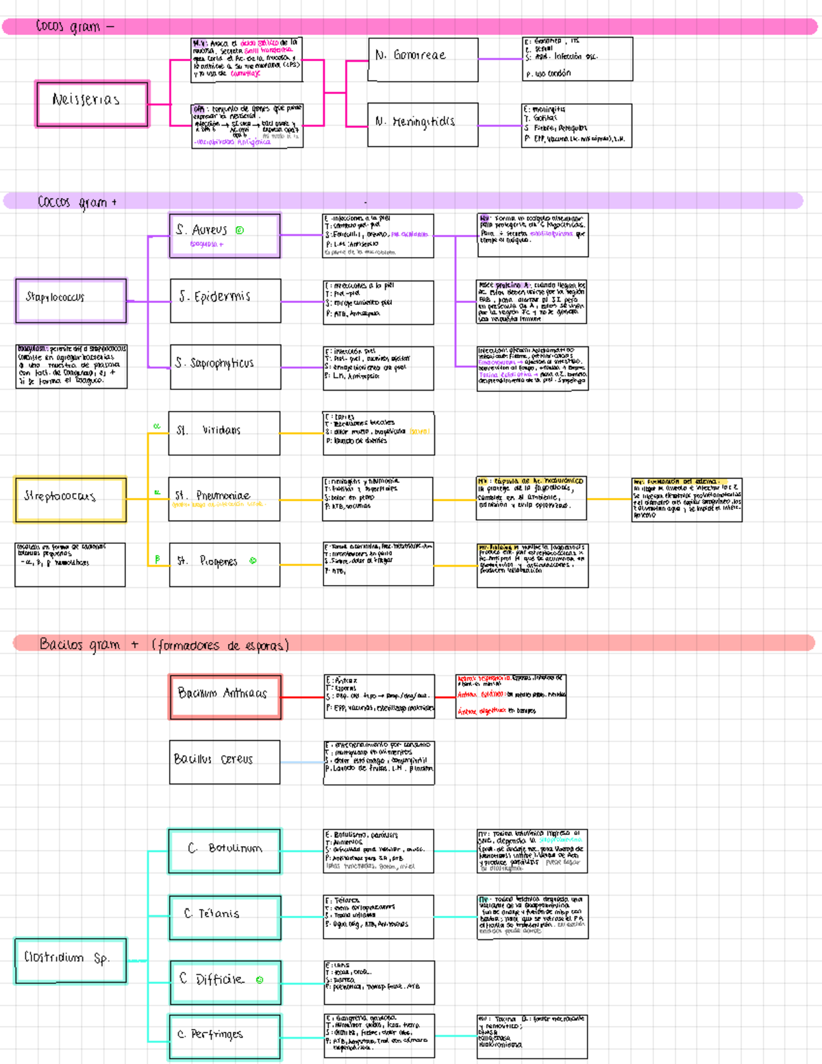 E2 Bacteriologia - Esquema de bacteria R2 - cocos gram- M mucosa. V : ,Ataca el ácido siálico de ...