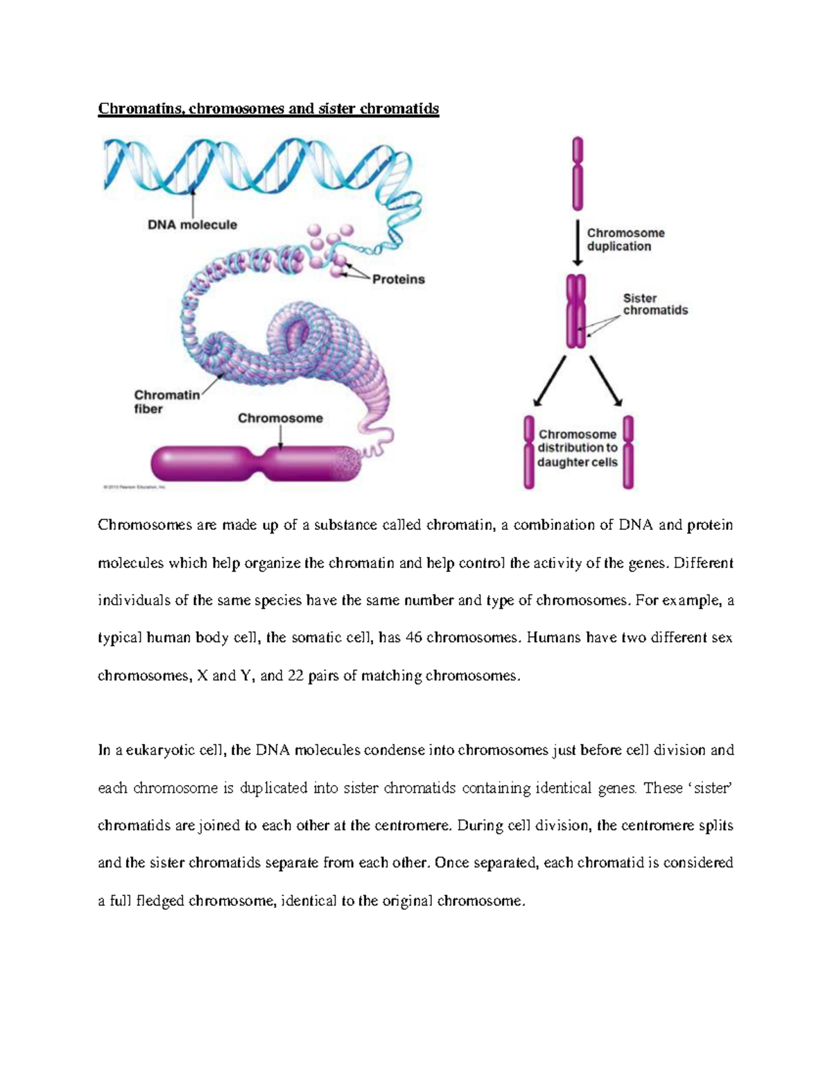 Chromatin Chromosomes Chromatids - Warning: TT: undefined function: 32 ...