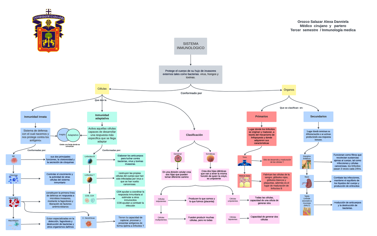 Mapa de Células y órganos del sistema inmune - SISTEMA INMUNOLOGICO Inmunidad innata Células ...