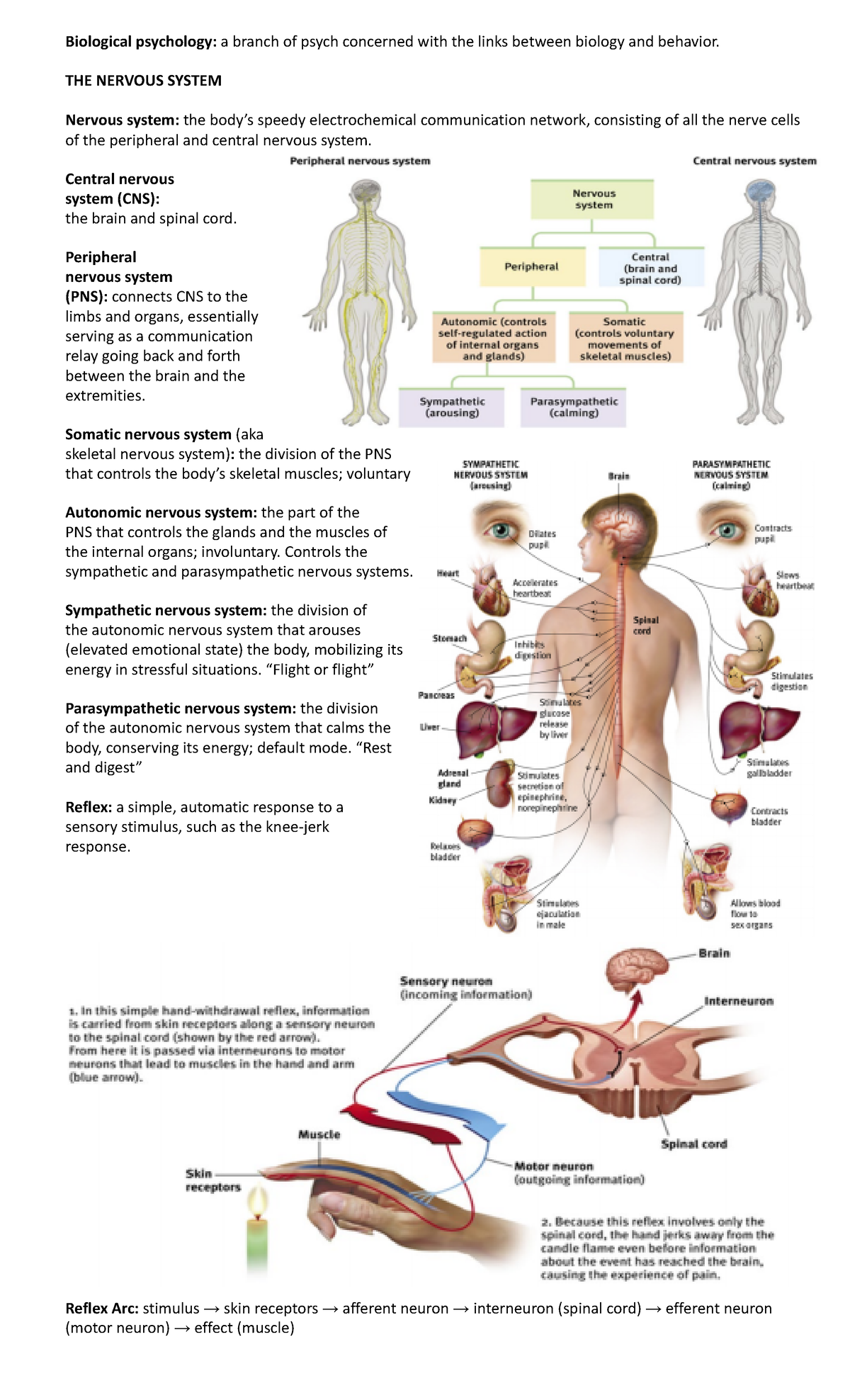 PSYCH 1101 Biology Review - Biological psychology: a branch of psych ...