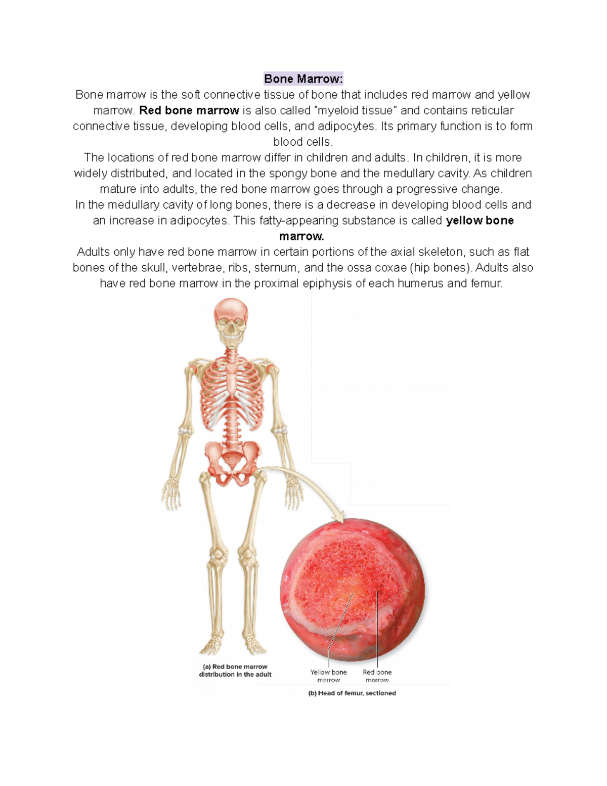 Bone Marrow - joy davis - Anatomy and Physiology: an Integrative ...