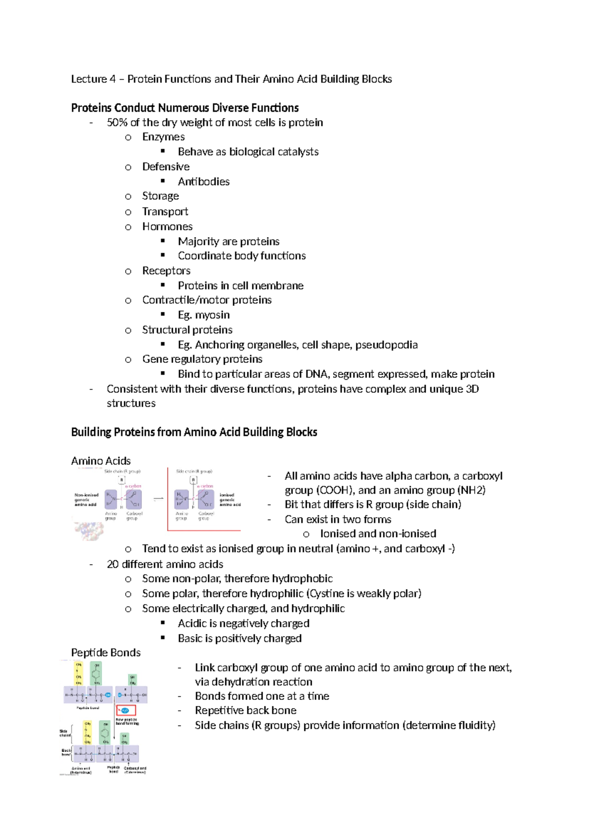 Typed Notes M2 Summary - Lecture 4 – Protein Functions and Their Amino ...