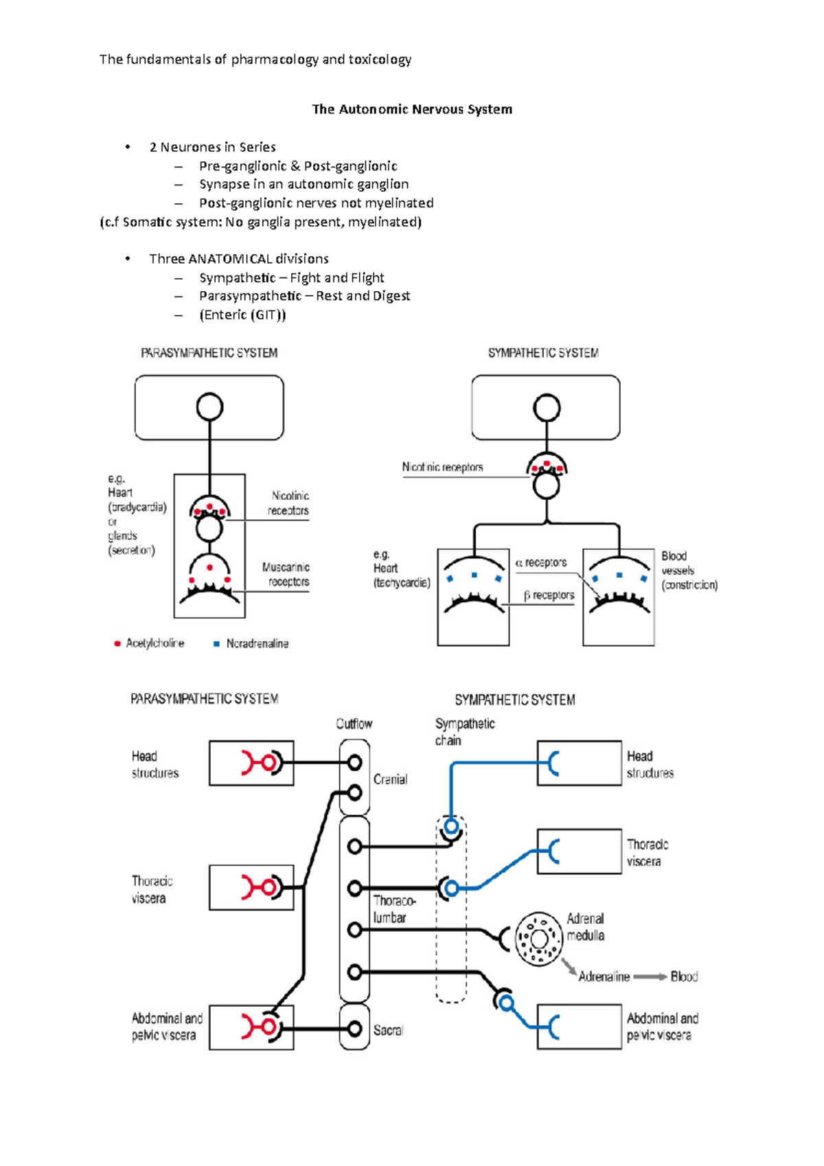 The Autonomic Nervous System - The sweat glands (anatomically part of ...