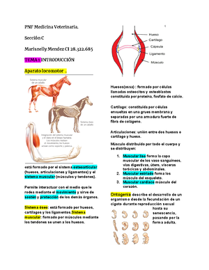 Anatomia veterinaria-Tibia y peroné -Metatarso y falanges ...