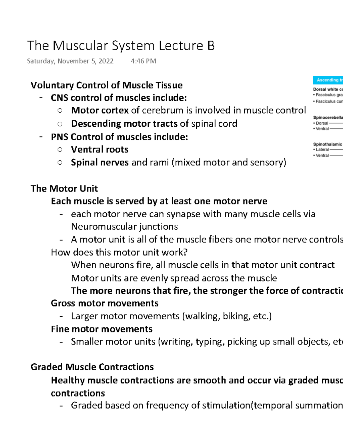 The Muscular System Lecture B - Voluntary Control of Muscle Tissue ...