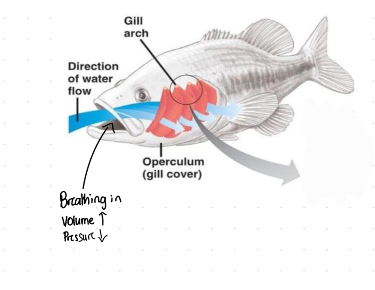 the fish gas exchange - Gill arch Direction of water flow Operculum ...