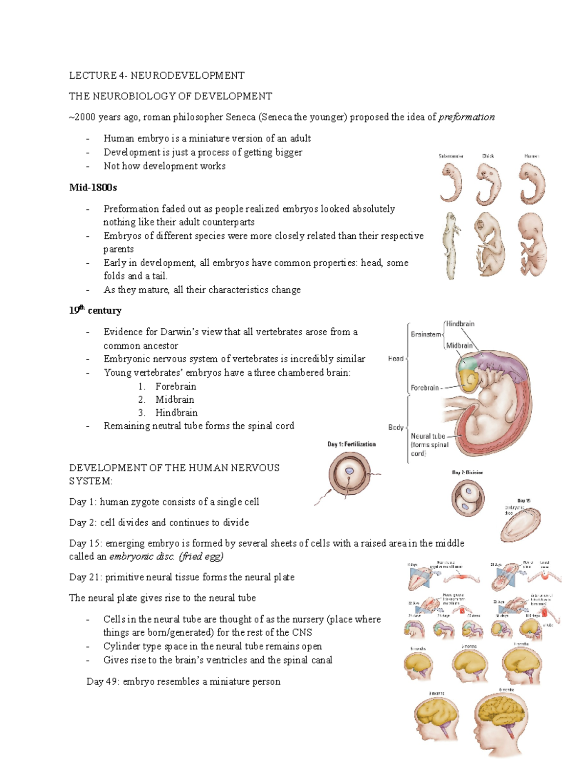 Lecture 4- Neurodevelopment - LECTURE 4- NEURODEVELOPMENT THE NEUROBIOLOGY OF DEVELOPMENT ~2000 ...