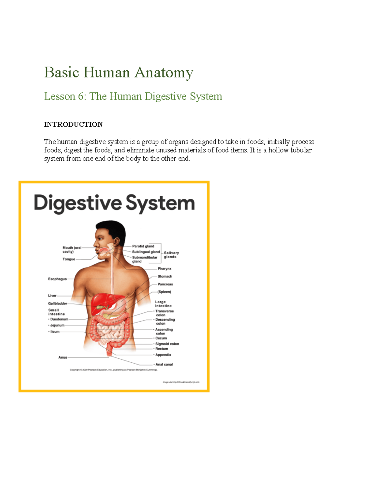 Basic Human Anatomy 6 - Basic Human Anatomy Lesson 6: The Human ...