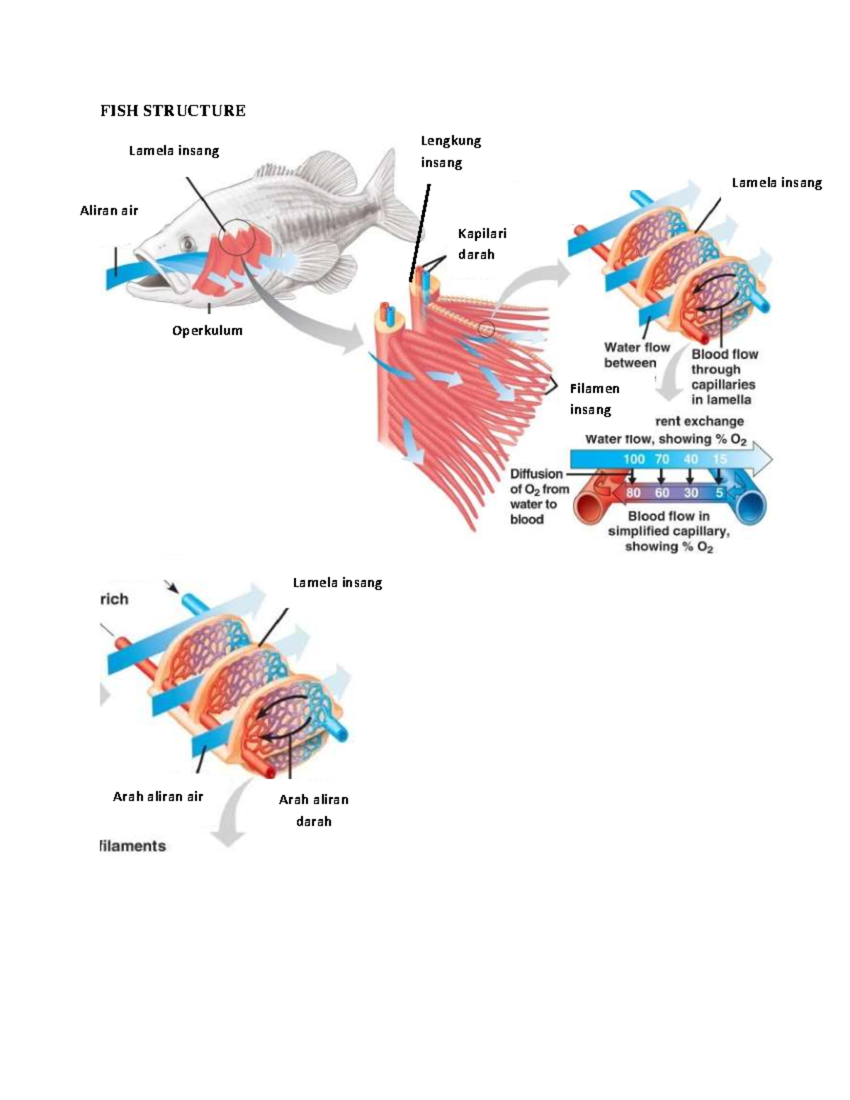FISH Structure - ISMP Biology AT 11 - FISH STRUCTURE Lamela insang ...