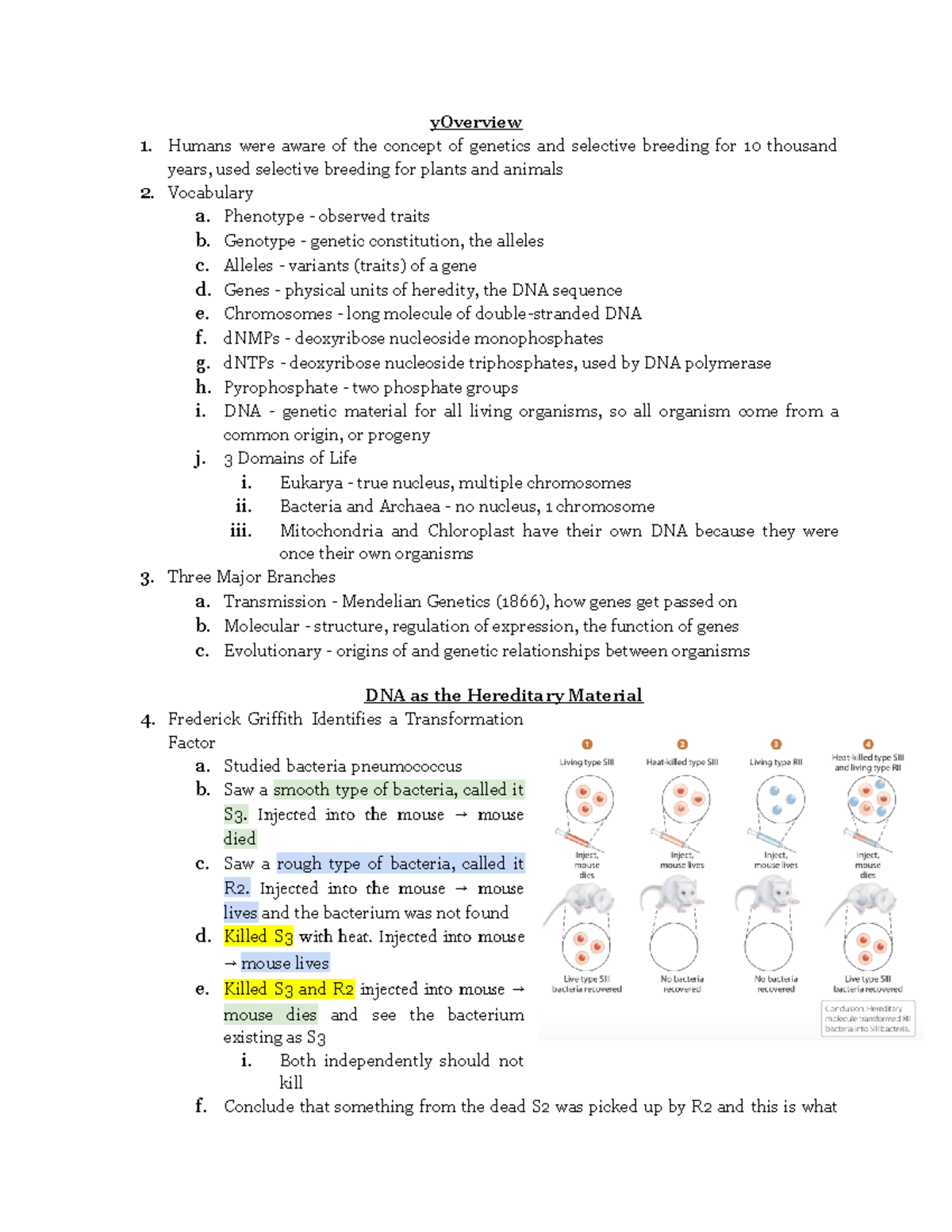 DNA Structure and Replication - BIOL 302.00 - Hunter College - Studocu