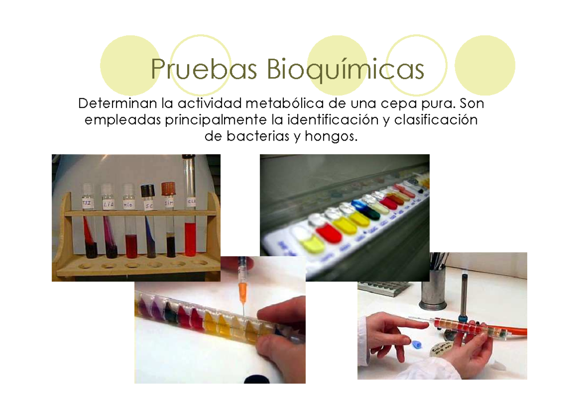 Pruebas bioquímicas - Pruebas Bioquímicas Determinan la actividad ...