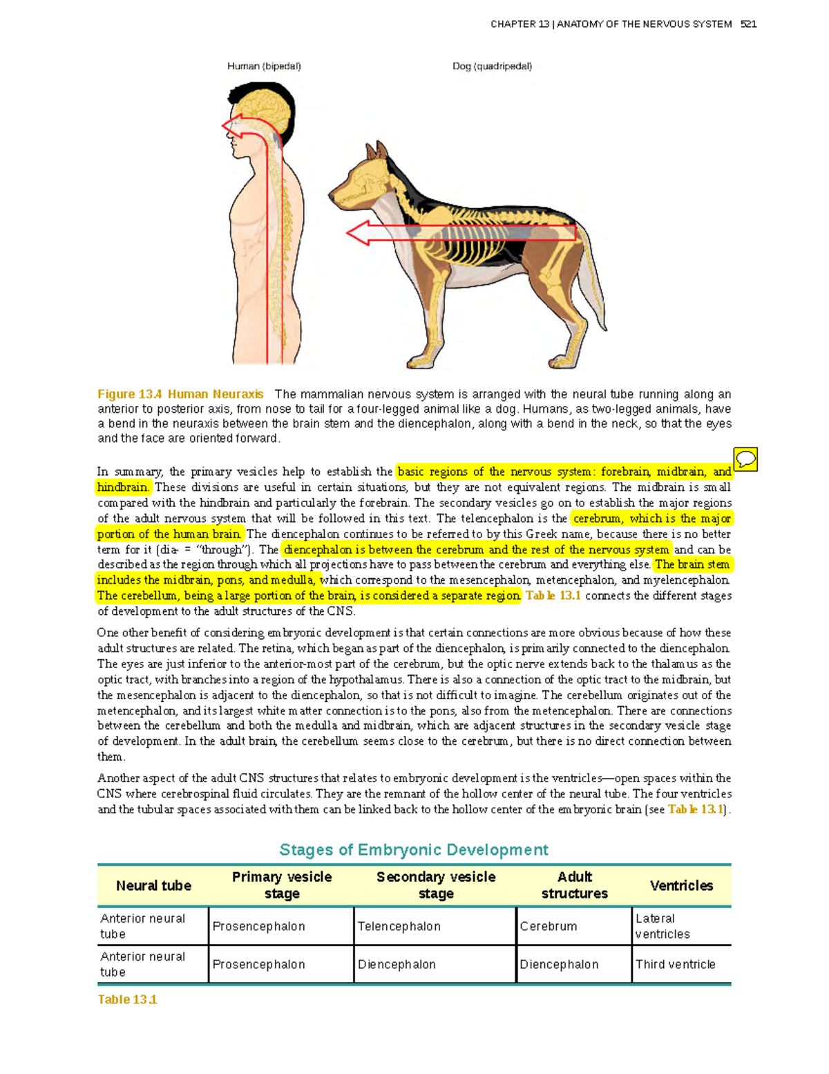 Anatomy-physiology-177 - Figure 13 Human Neuraxis The mammalian nervous ...