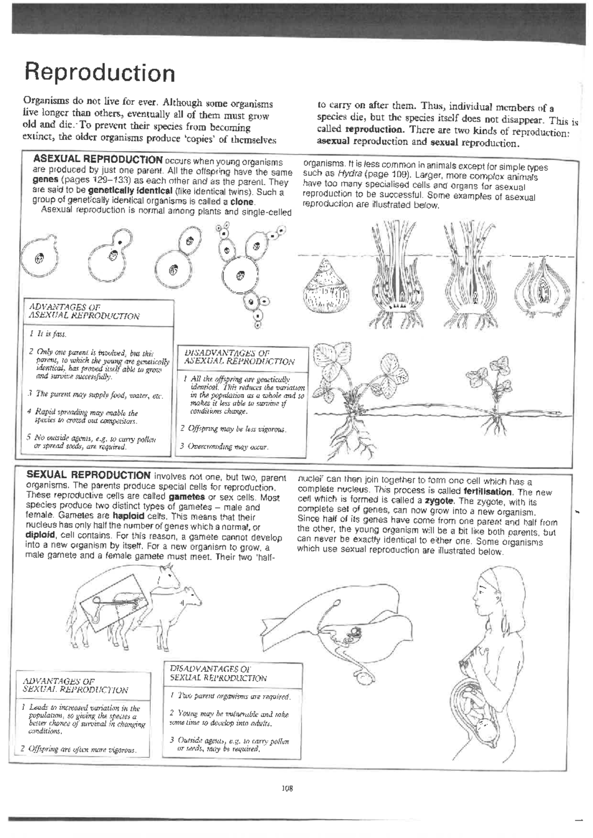 Reproduction Worksheets - Reproduction Organisms do not live for ever ...