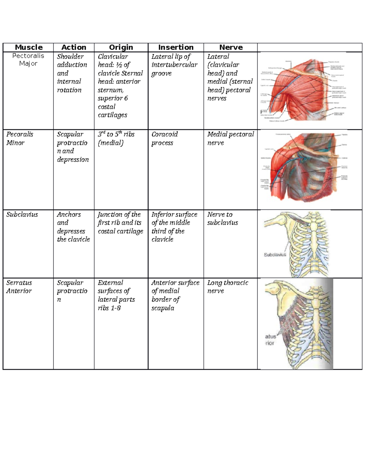 Upper Body Extremity Muscle Chart - MuscleActionOriginInsertionNerve ...